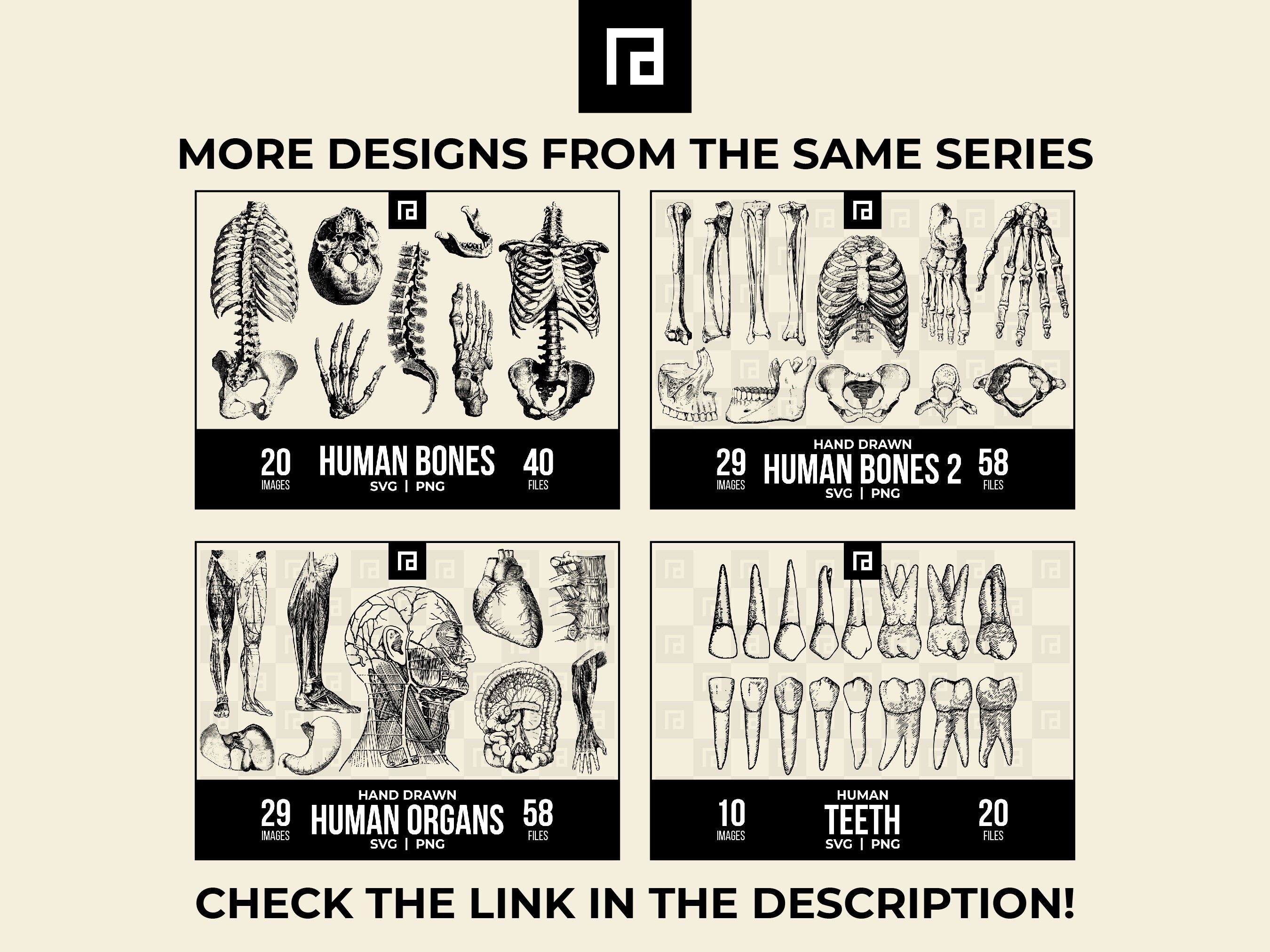Hand-drawn Human Muscles SVG PNG Bundle, Anatomy Illustrations, Core ...
