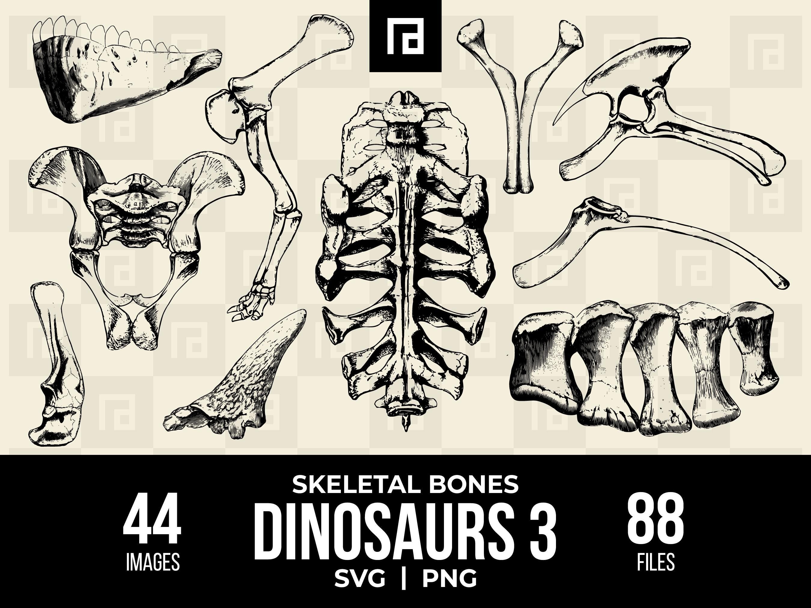 Dinosaur Skeletal Bones SVG PNG Collection 3 - Hand Drawn Camarasaurus ...