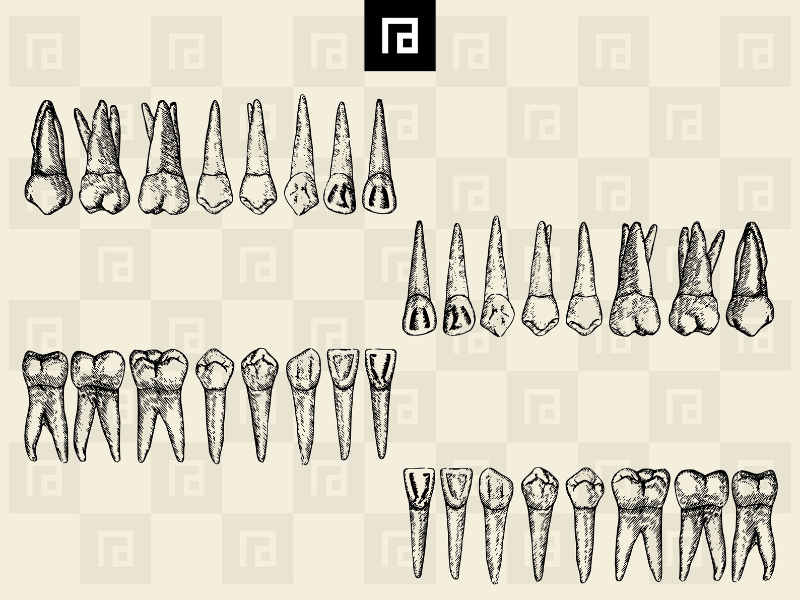 Human Teeth SVG PNG Bundle, Hand-drawn Permanent Teeth, Deciduous Teeth ...