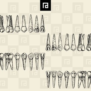 Human Teeth SVG PNG Bundle, Hand-drawn Permanent Teeth, Deciduous Teeth ...