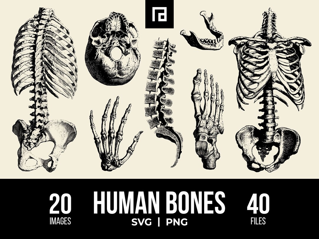 Human Skeleton Bones SVG PNG Bundle, Anatomical Art, Skeletal Images ...