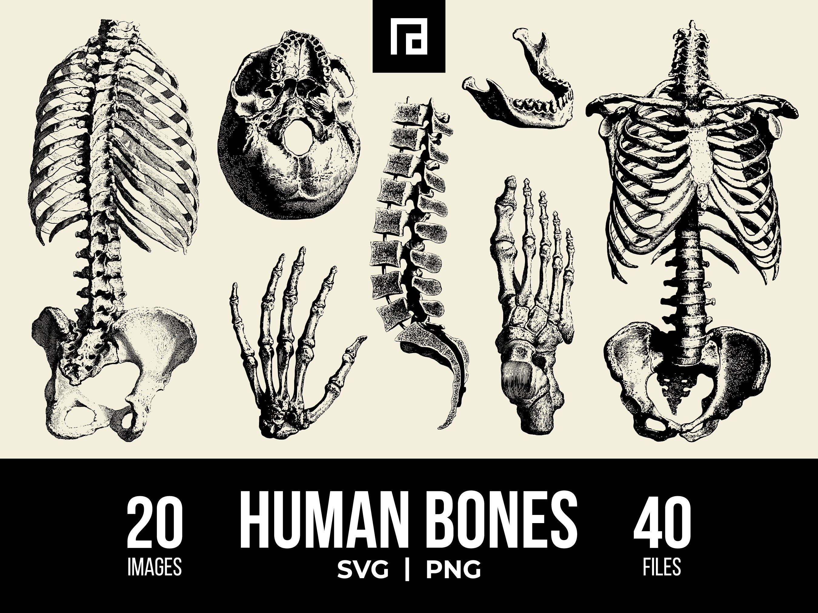 Human Skeleton Bones SVG PNG Bundle, Anatomical Art, Skeletal Images ...