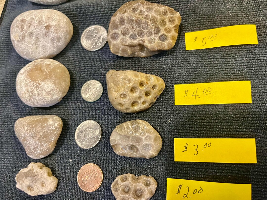 Petoskey Rocks-fossils-crystals-puddingstone. All Hand Picked and Hand ...