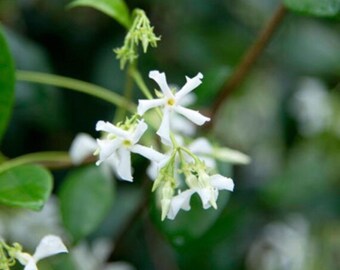 Variegated Star Jasmine Plants variegated Confederate Jasmine Hardy - Etsy
