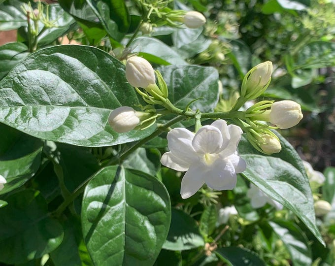 Giant Poma Rosa / Rose Apple (syzygium Jambos) Mature Rooted Cuttings ...