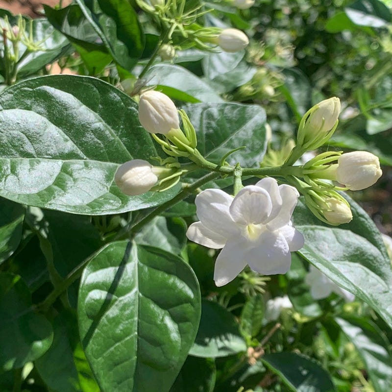 Jasmine - Etsy