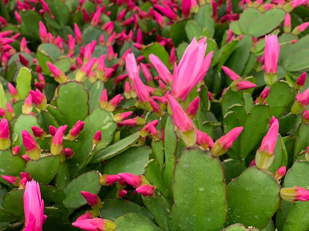 6 Spring Cactus pink - Etsy