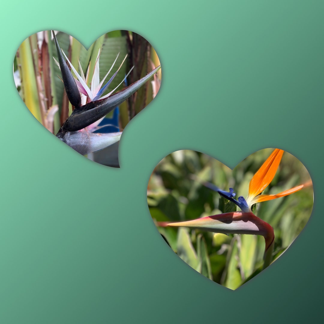 8pk “… Nevermore”: Bird of Paradise Two Strelitzia Variety Combo (orange & White Combo) - Etsy