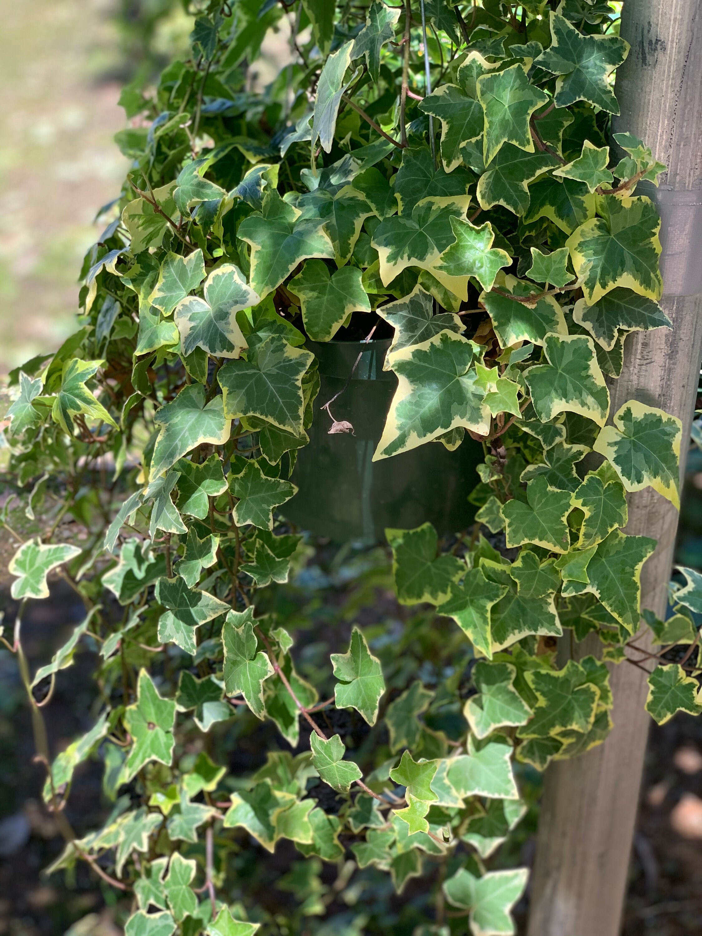 4 Inch Variegated English Ivy-hedera Helix | Etsy