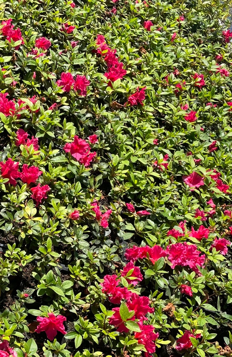 2” (3pk) Azalea ‘red Bird’ - Etsy