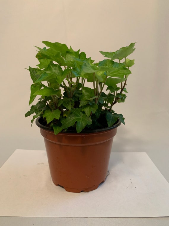 Hedera Helix Indoor Plant