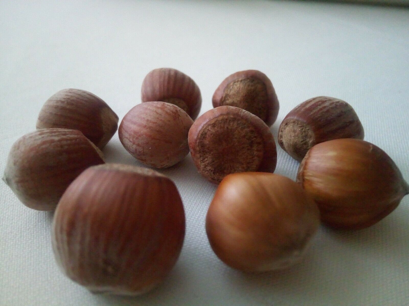 Hazelnut Seeds, European Filbert, Common Filbert, Common Hazelnut ...