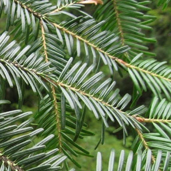 White Fir Needles Pacific White Fir Tree Seeds