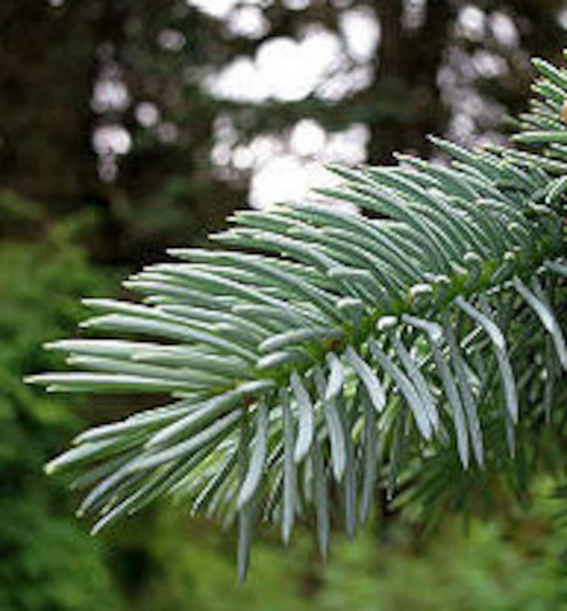 Silver White Spruce Needles, Picea Engelmannii, Fresh Needles,,organic, Natural Needles, 20 Gram ...