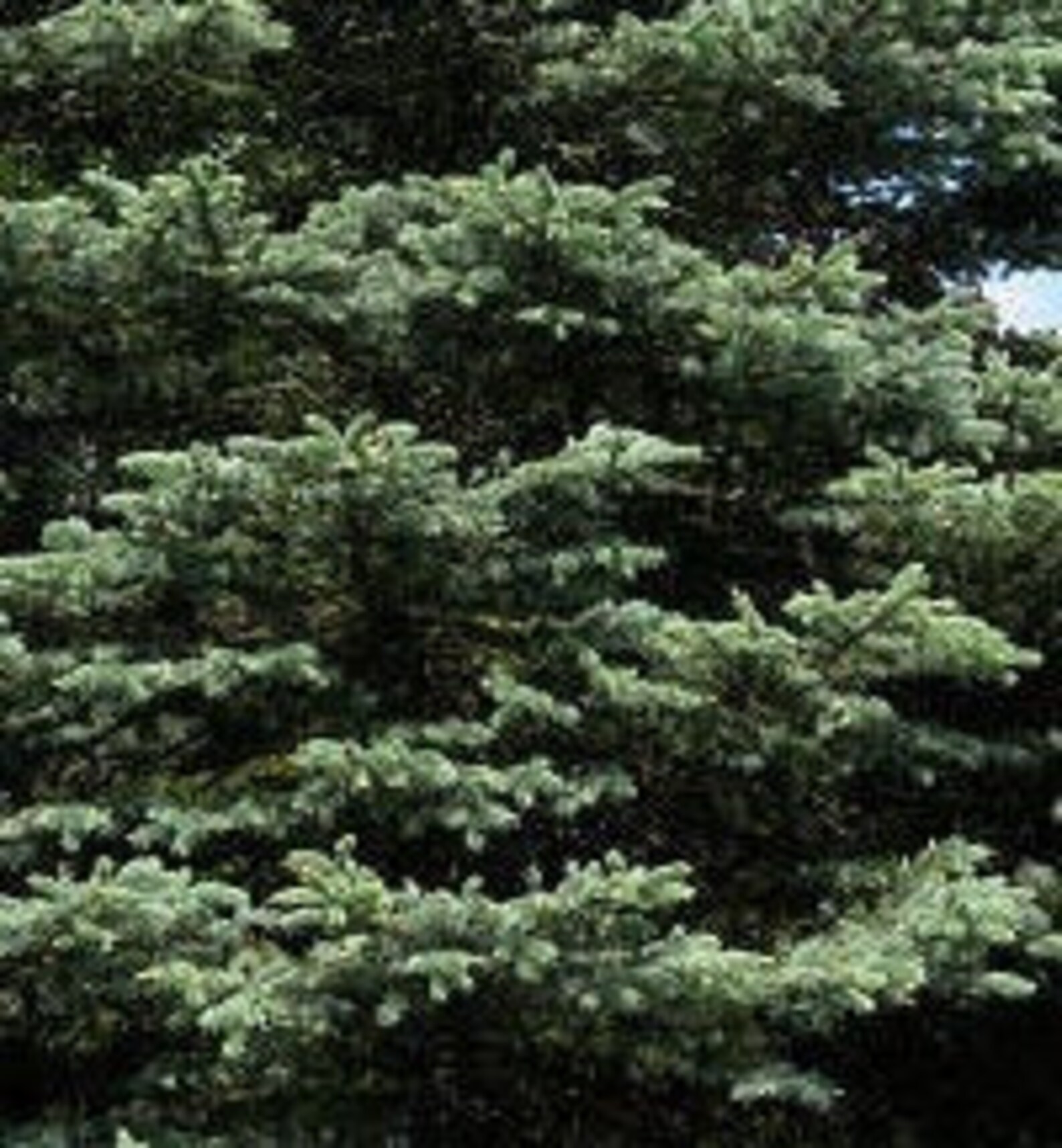 Silver White Spruce Needles, Picea Engelmannii, Fresh Needles,,organic ...