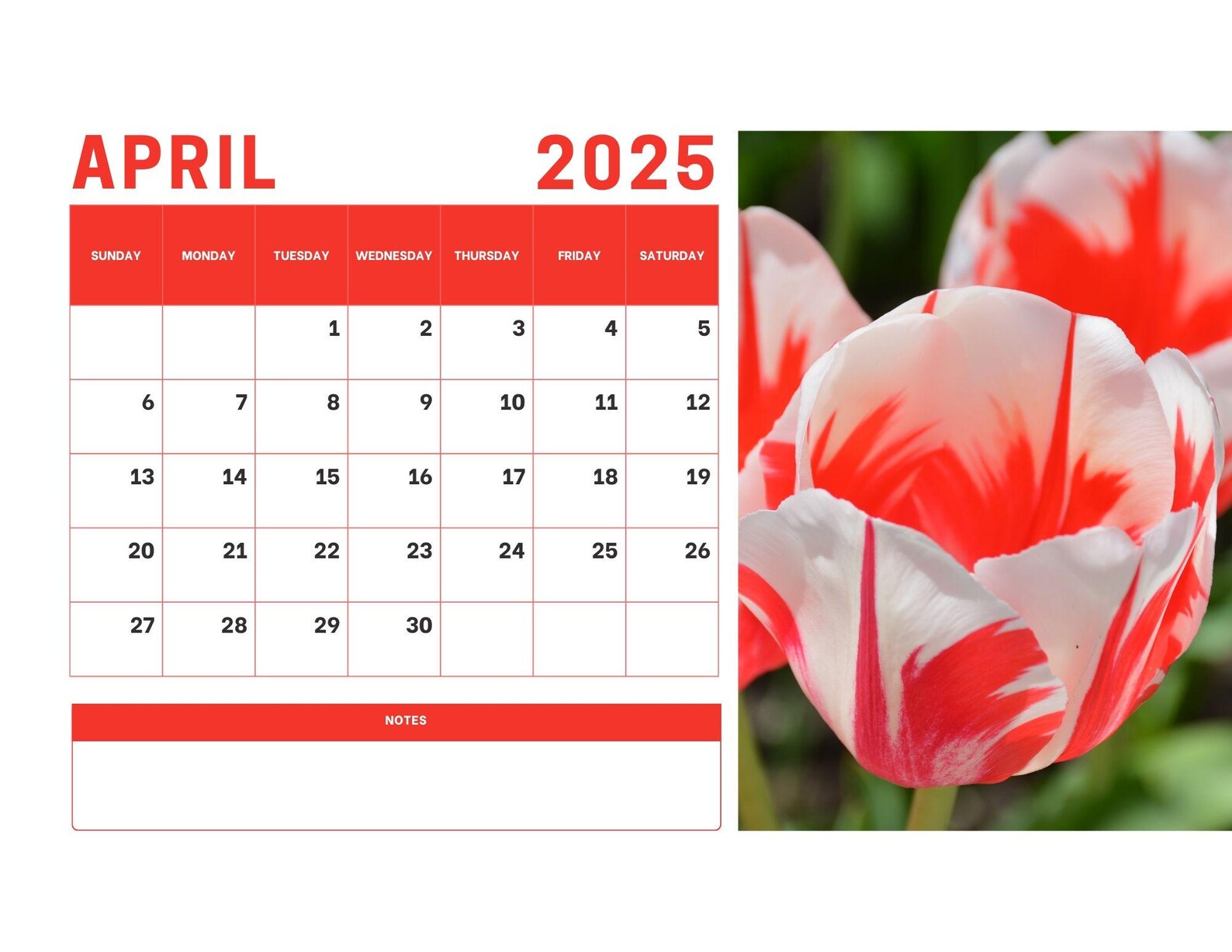 Tulips PRINTABLE Wall Calendar Monthly Desk Calendar Year Calendar ...