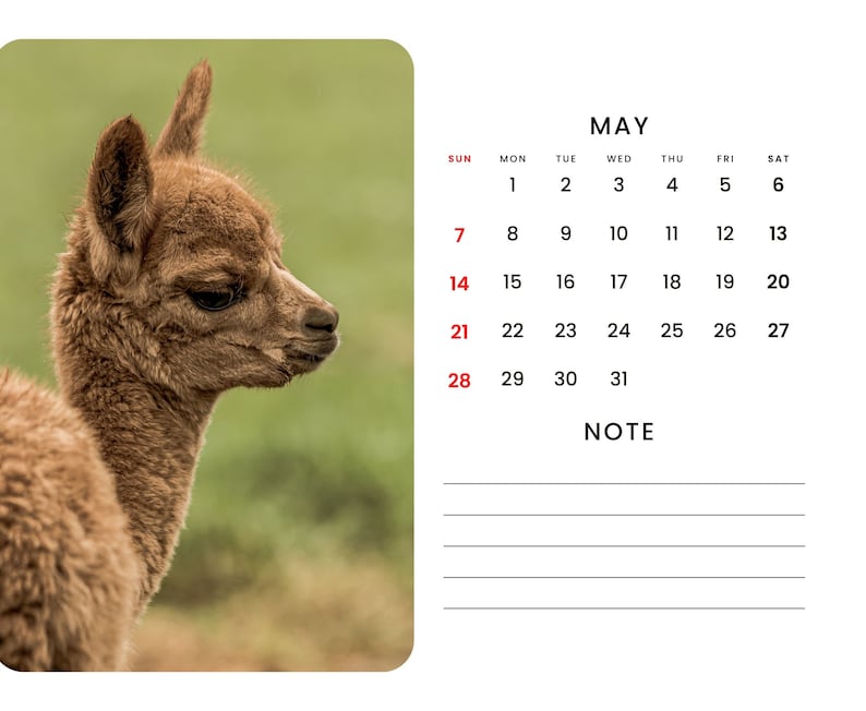 2024 Wall Calendar 2024 Alpaca Calendar 2024 Wall Calendar Printable ...