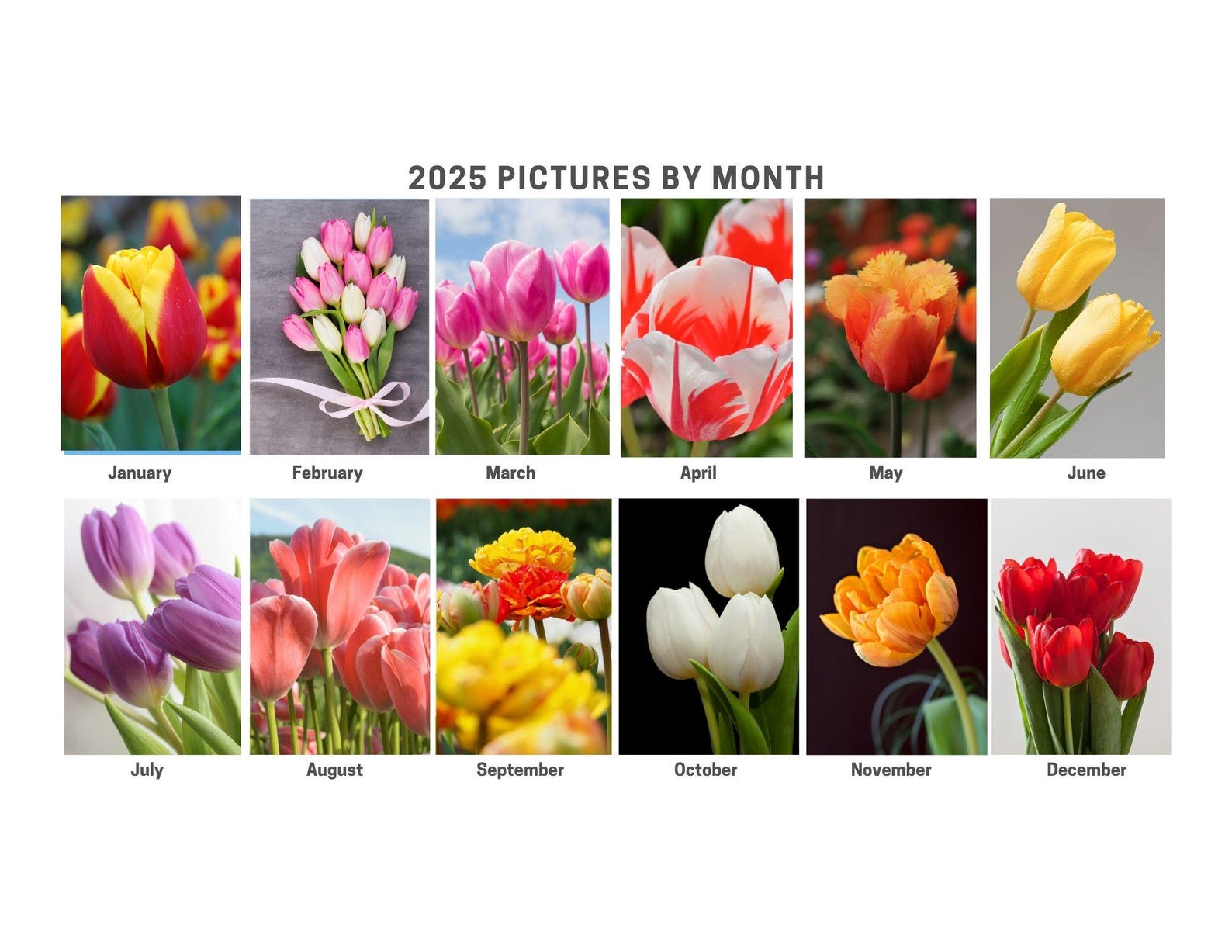 Tulips PRINTABLE Wall Calendar Monthly Desk Calendar Year Calendar ...