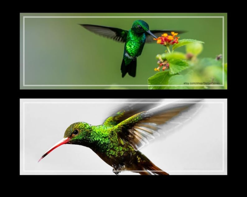 Hummingbird Facebook Cover, Facebook Timeline Cover, Facebook Cover ...