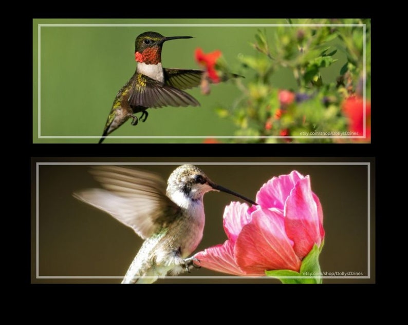 Hummingbird Facebook Cover, Facebook Timeline Cover, Facebook Cover ...