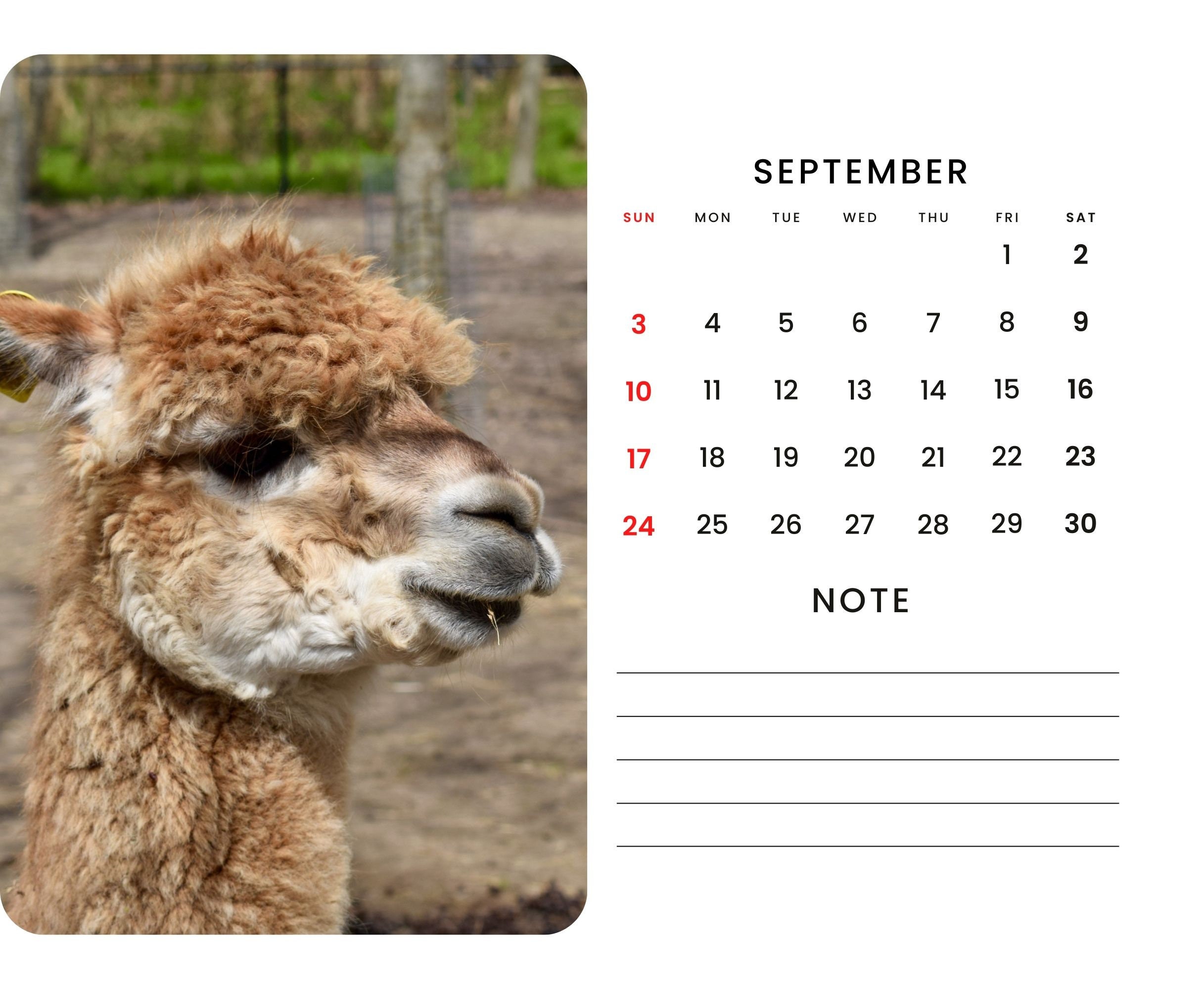 2024 Wall Calendar 2024 Alpaca Calendar 2024 Wall Calendar Printable ...