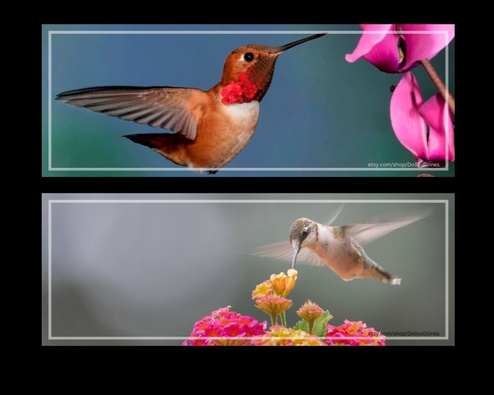 Hummingbird Facebook Cover, Facebook Timeline Cover, Facebook Cover ...