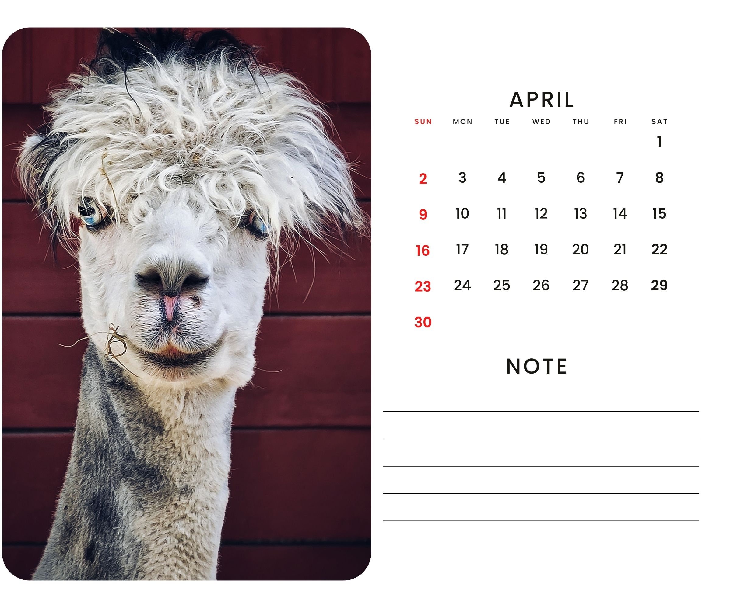 2024 Wall Calendar 2024 Alpaca Calendar 2024 Wall Calendar Printable ...