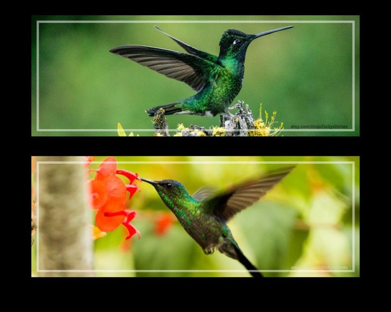 Hummingbird Facebook Cover, Facebook Timeline Cover, Facebook Cover ...