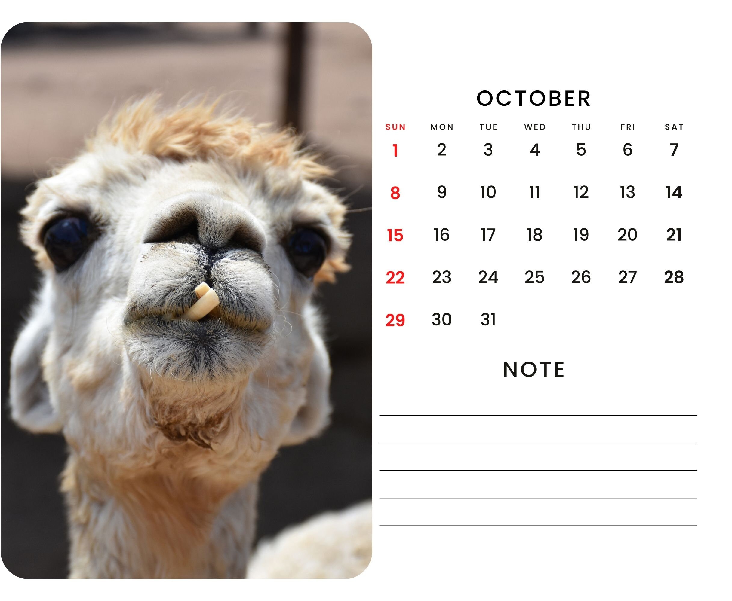 2024 Wall Calendar 2024 Alpaca Calendar 2024 Wall Calendar Printable ...