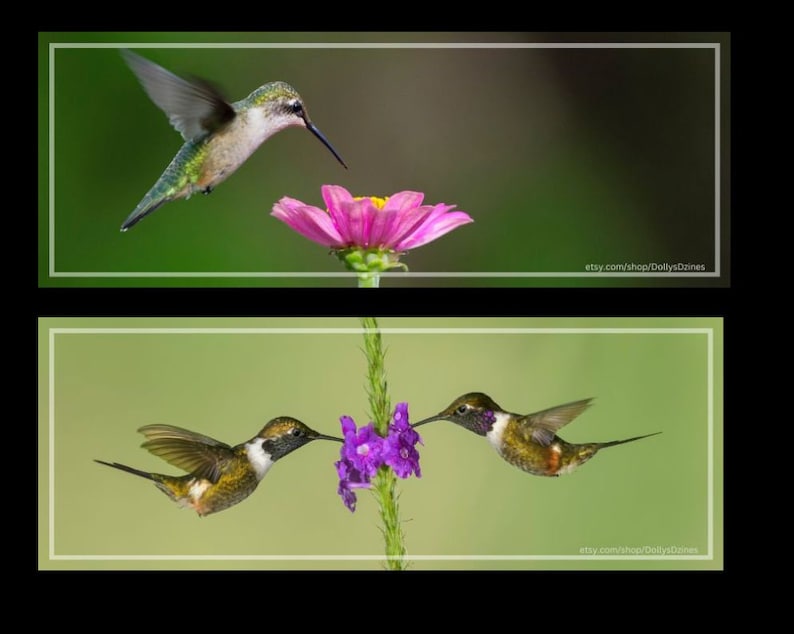 Hummingbird Facebook Cover, Facebook Timeline Cover, Facebook Cover ...