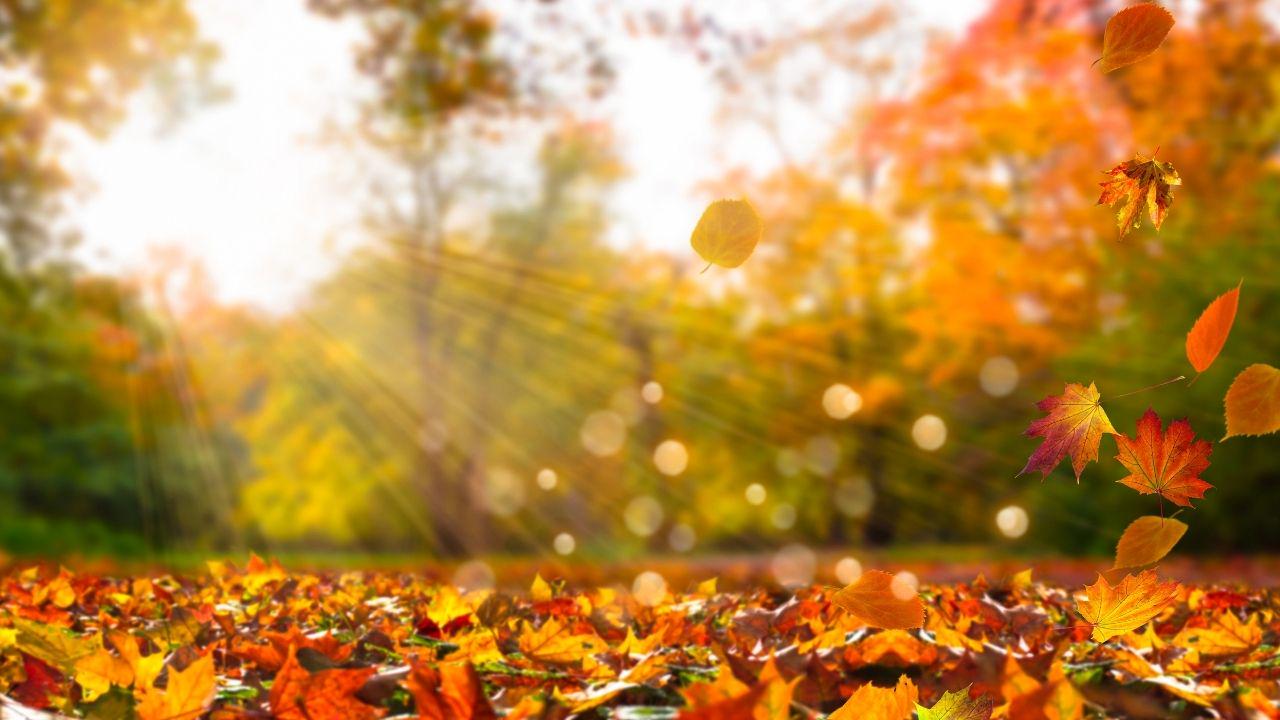 Virtual Zoom Background Professional Zoom Backdrops for Home Office ...