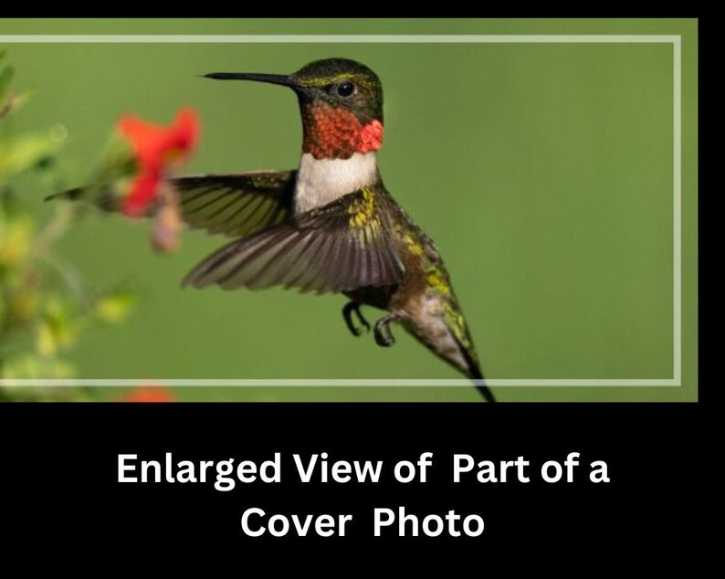 Hummingbird Facebook Cover, Facebook Timeline Cover, Facebook Cover ...