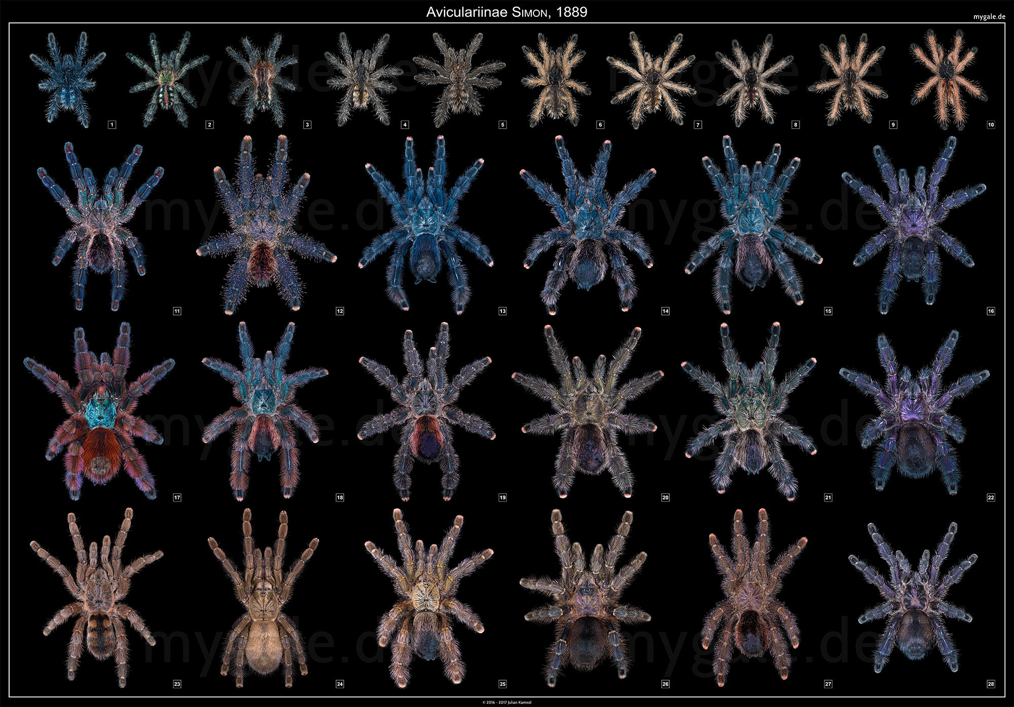 Avicularia Tarantula Genus 23x33 Poster - Etsy