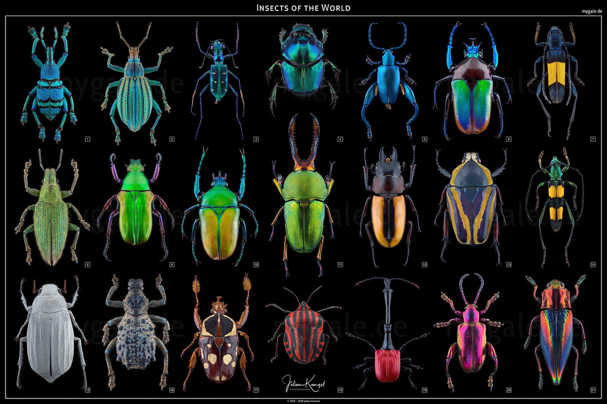 Insects of the World 24×36 Poster - Etsy