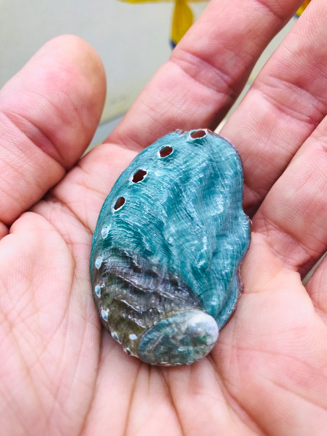 A veritable Haliotis Discus Hannai shell in colours veering | Etsy