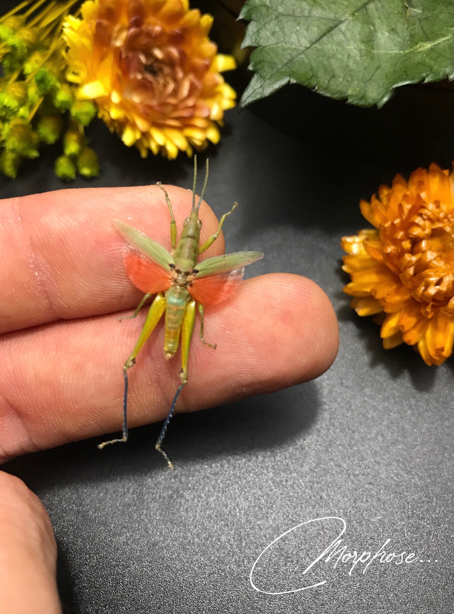 Véritable Petite Sauterelle Tagasta Marginella naturalisée | Etsy