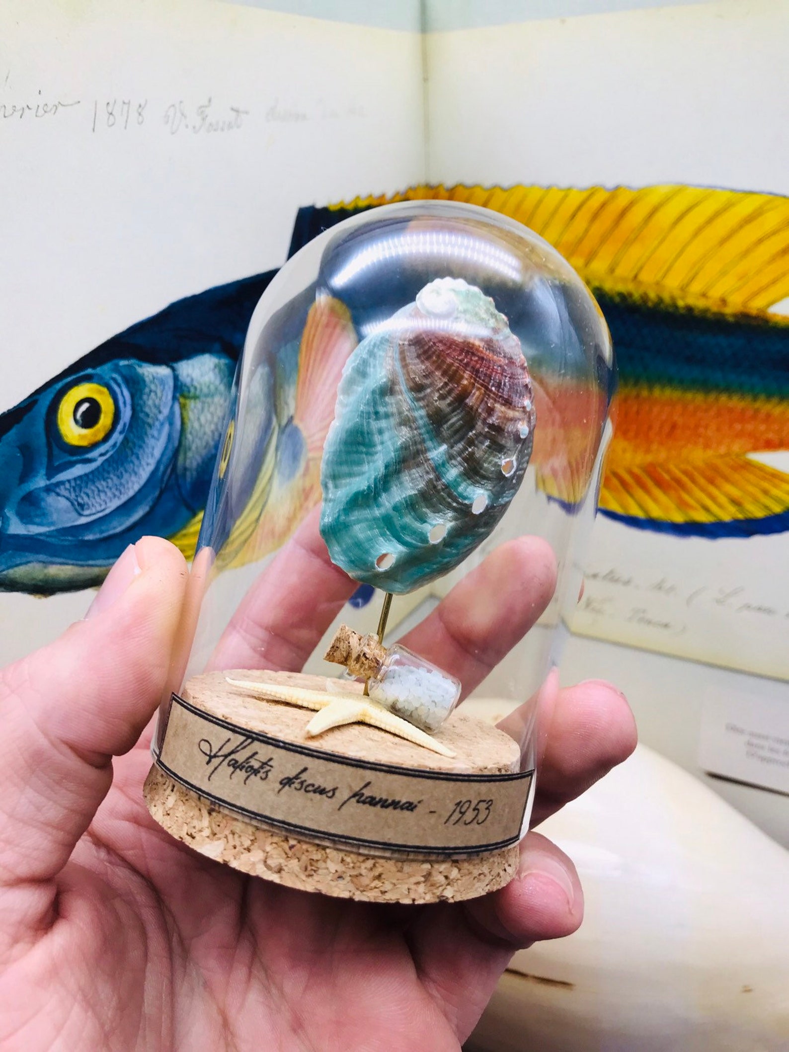 A veritable Haliotis Discus Hannai shell in colours veering | Etsy