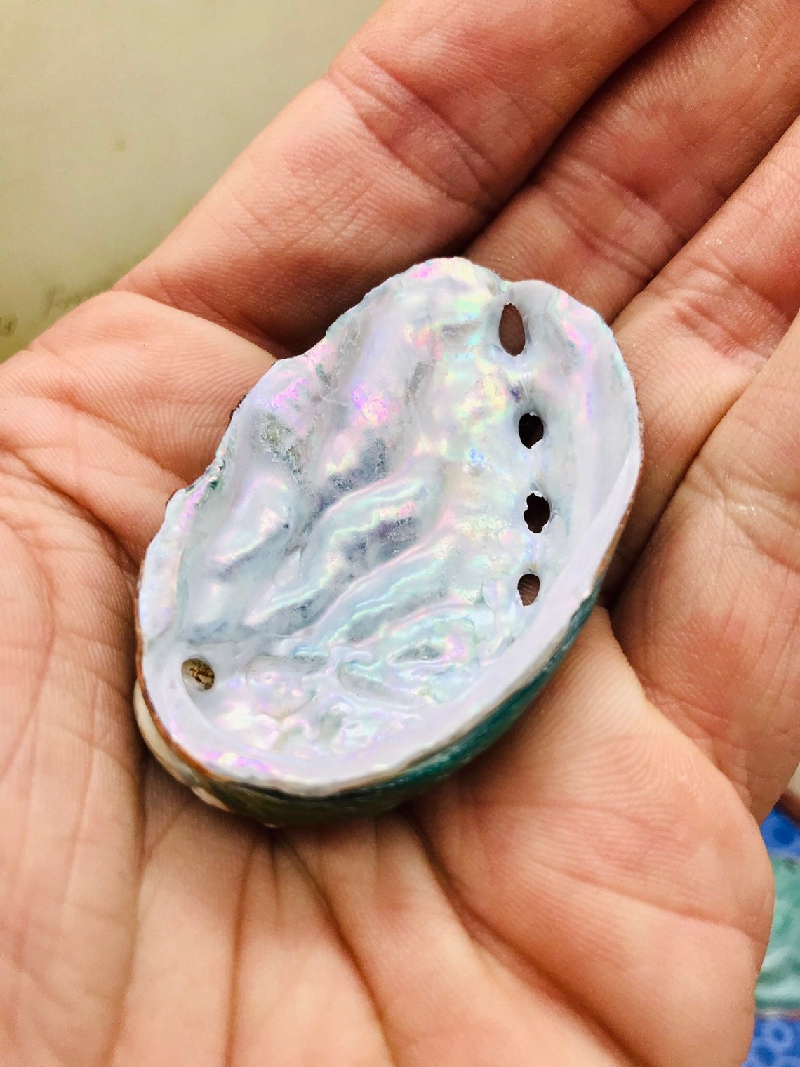 A veritable Haliotis Discus Hannai shell in colours veering | Etsy