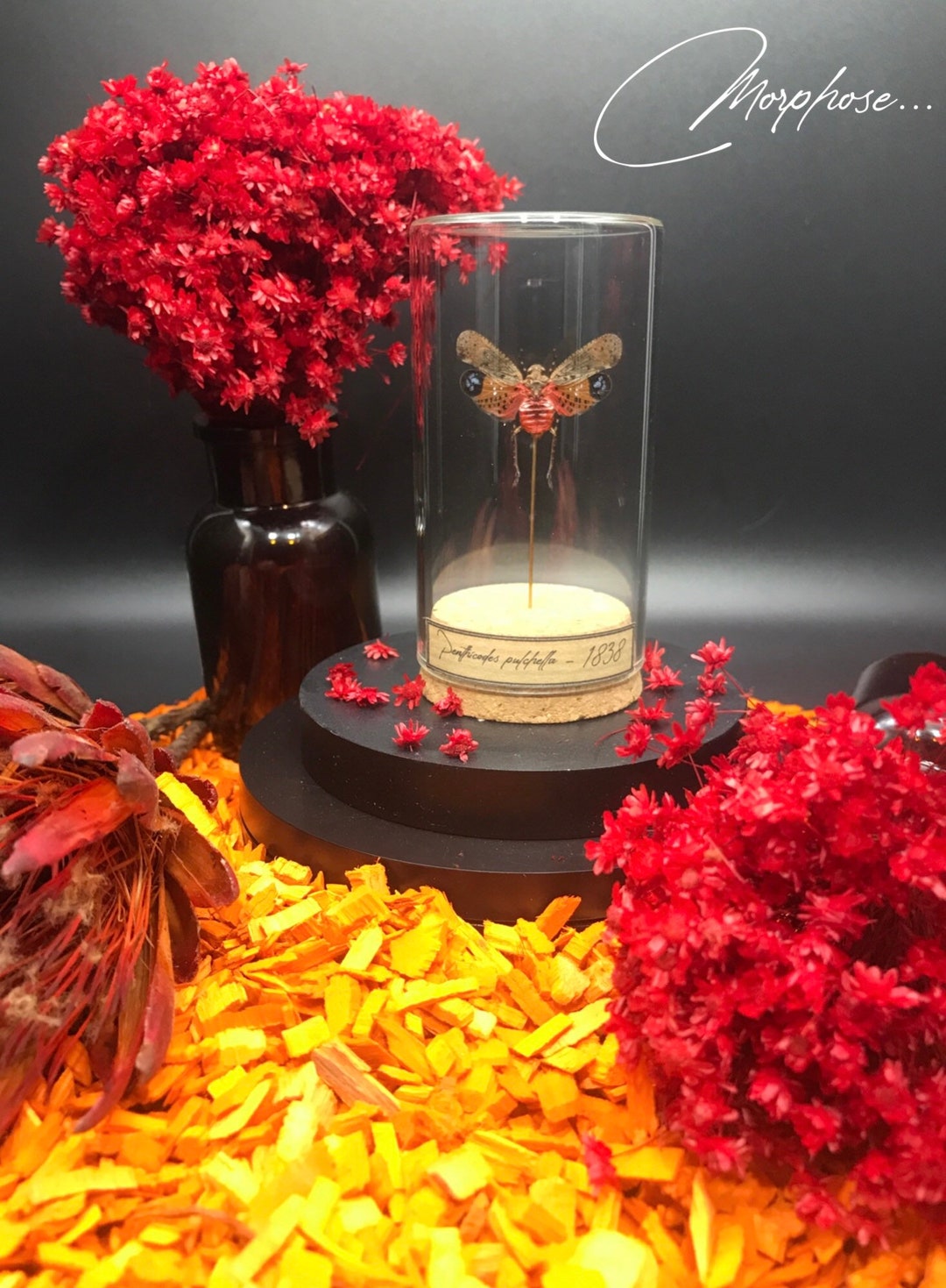 Real Penthicodes Pulchella Naturalized Under Bell. Decoration for ...