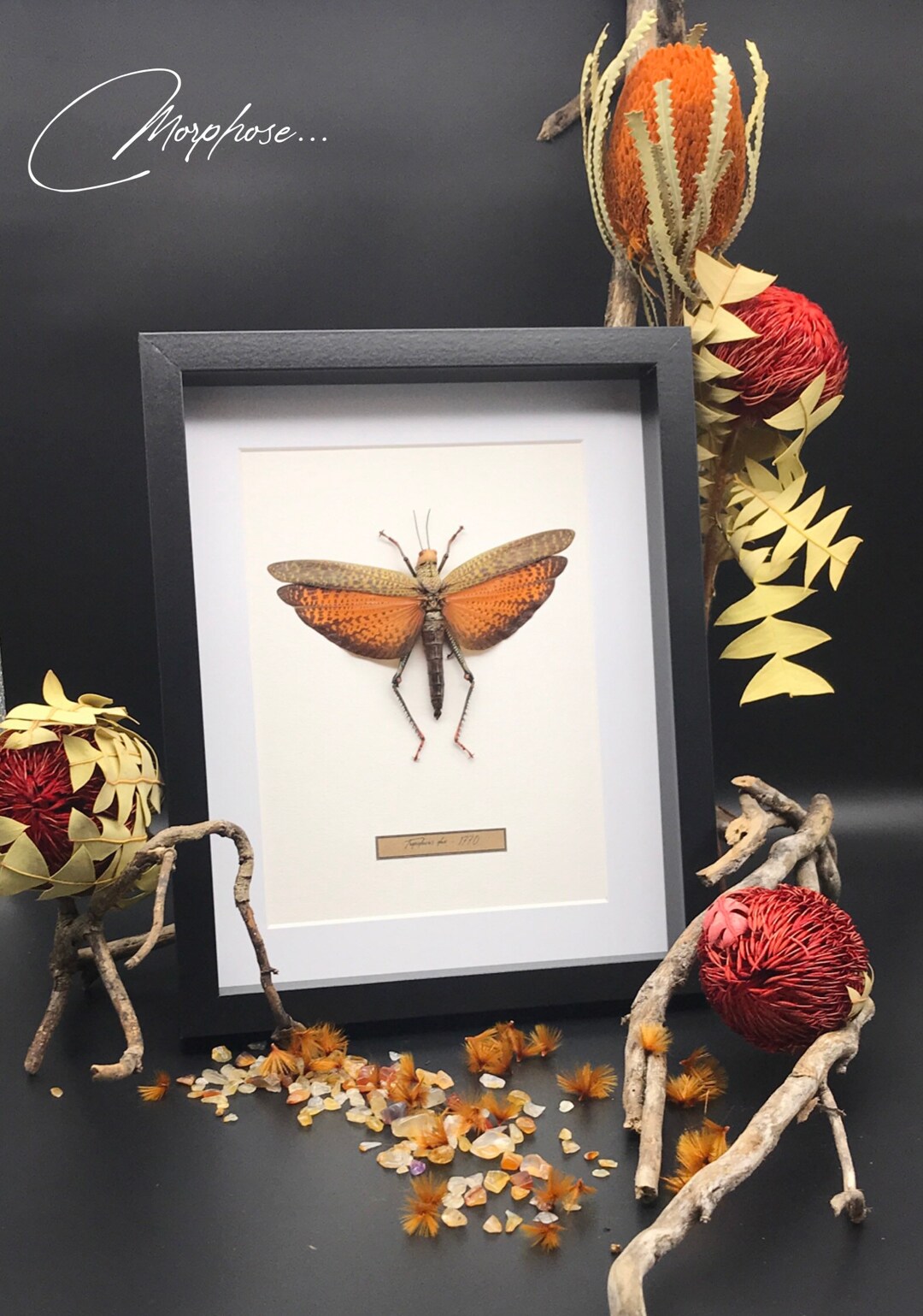 A Veritable Giant Locust Tropidacris Dux Naturalized Under a Black ...