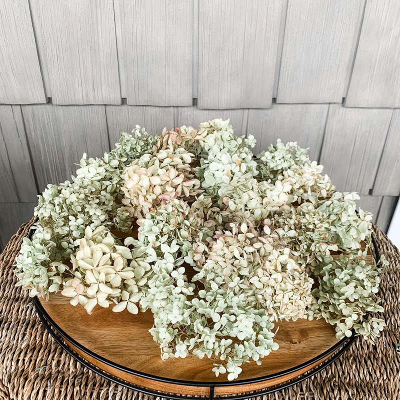 Preserved Hydrangea - Etsy