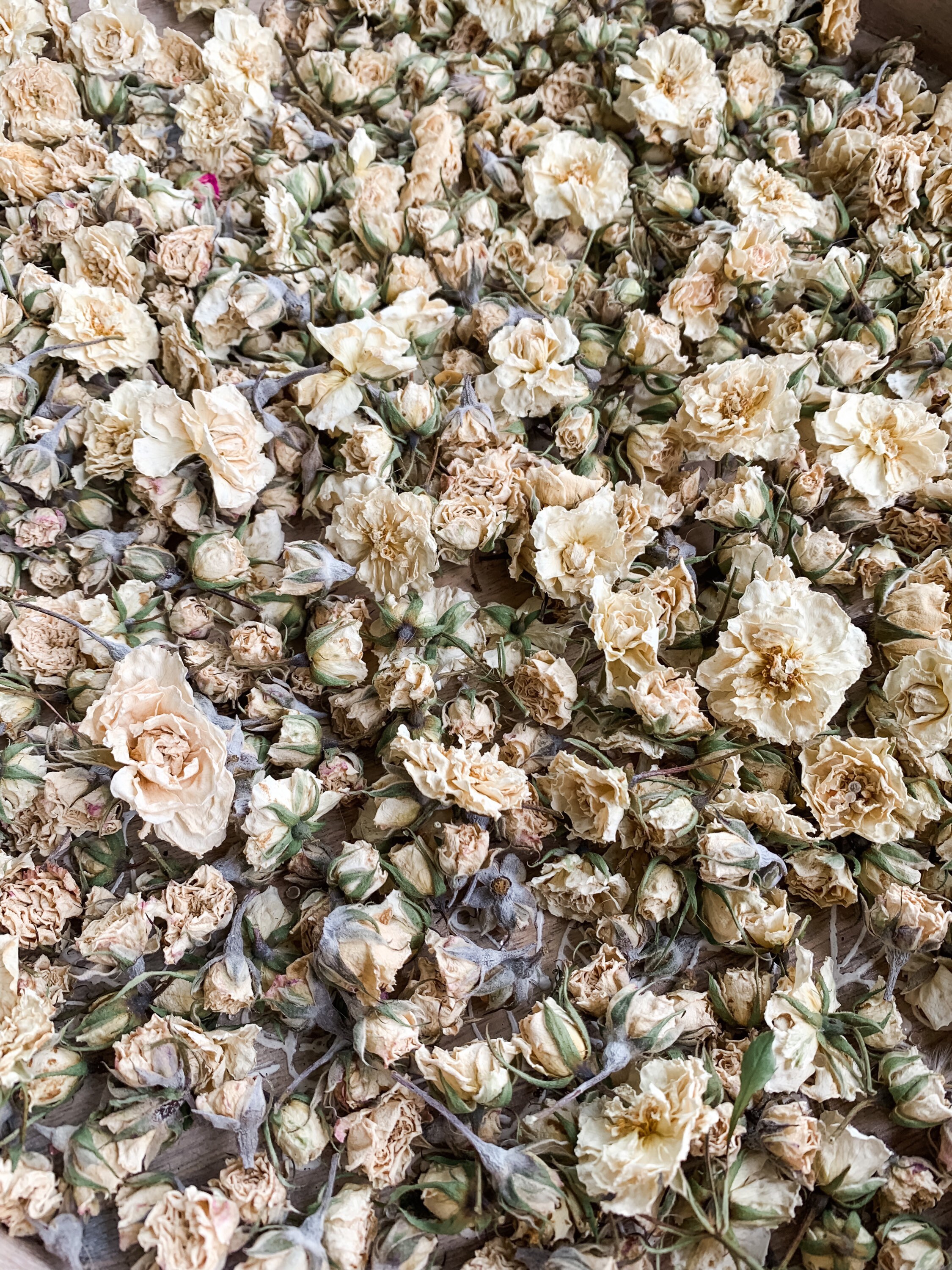 Preserved White Roses Dried White Roses Boho Real Flowers - Etsy