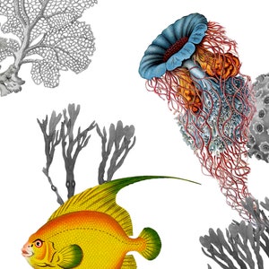 Aquatic Magic Mural, Peel & Stick and Traditional Wallpaper, Designer ...