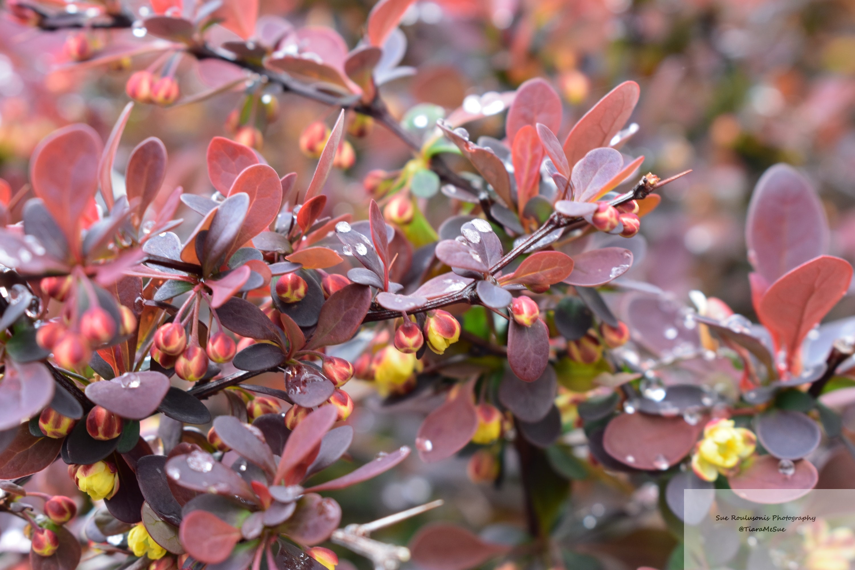 Batch of 4 Pink Flora Water Droplets Berberis Thunbergii Japanese ...