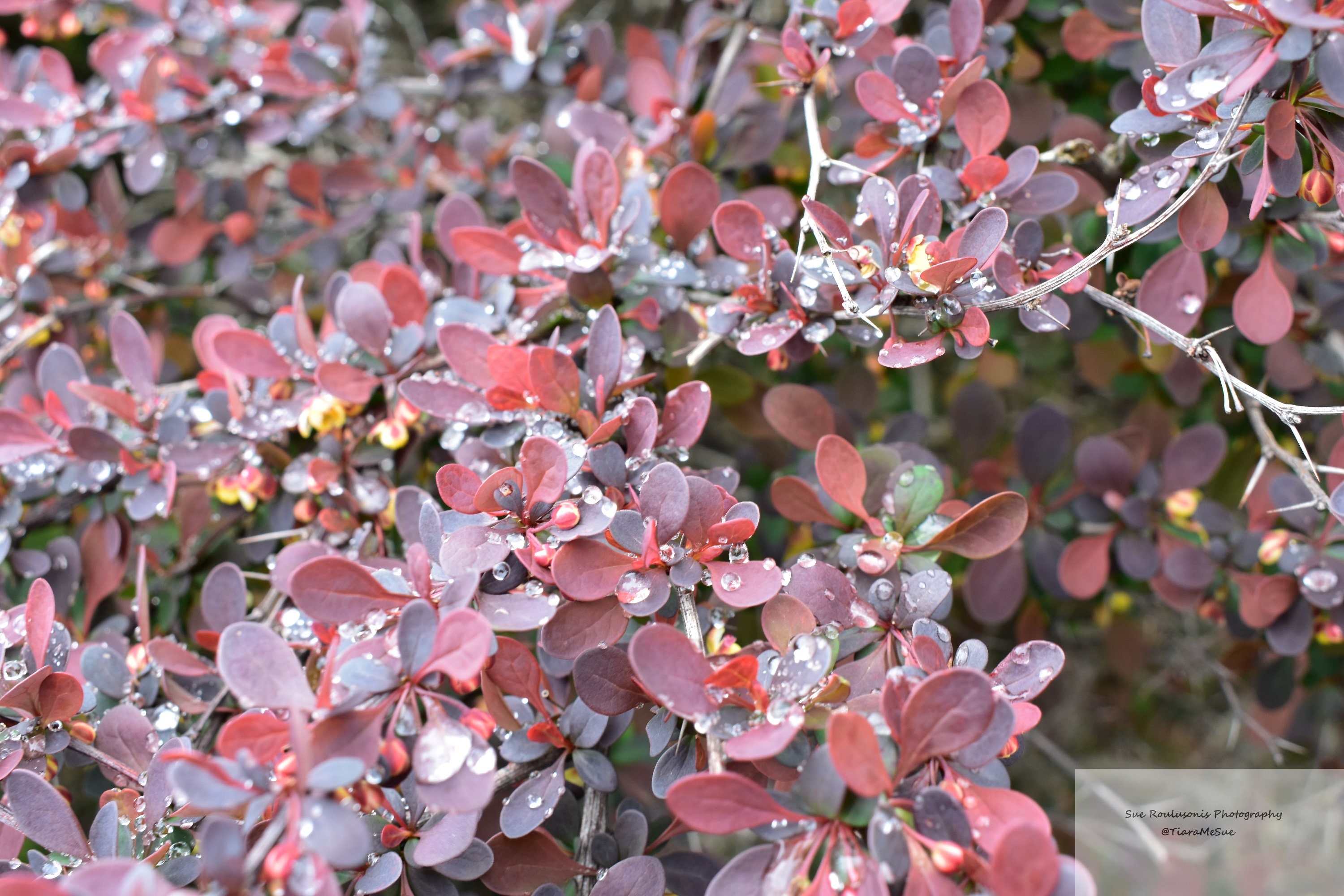 Batch of 4 Pink Flora Water Droplets Berberis Thunbergii Japanese ...