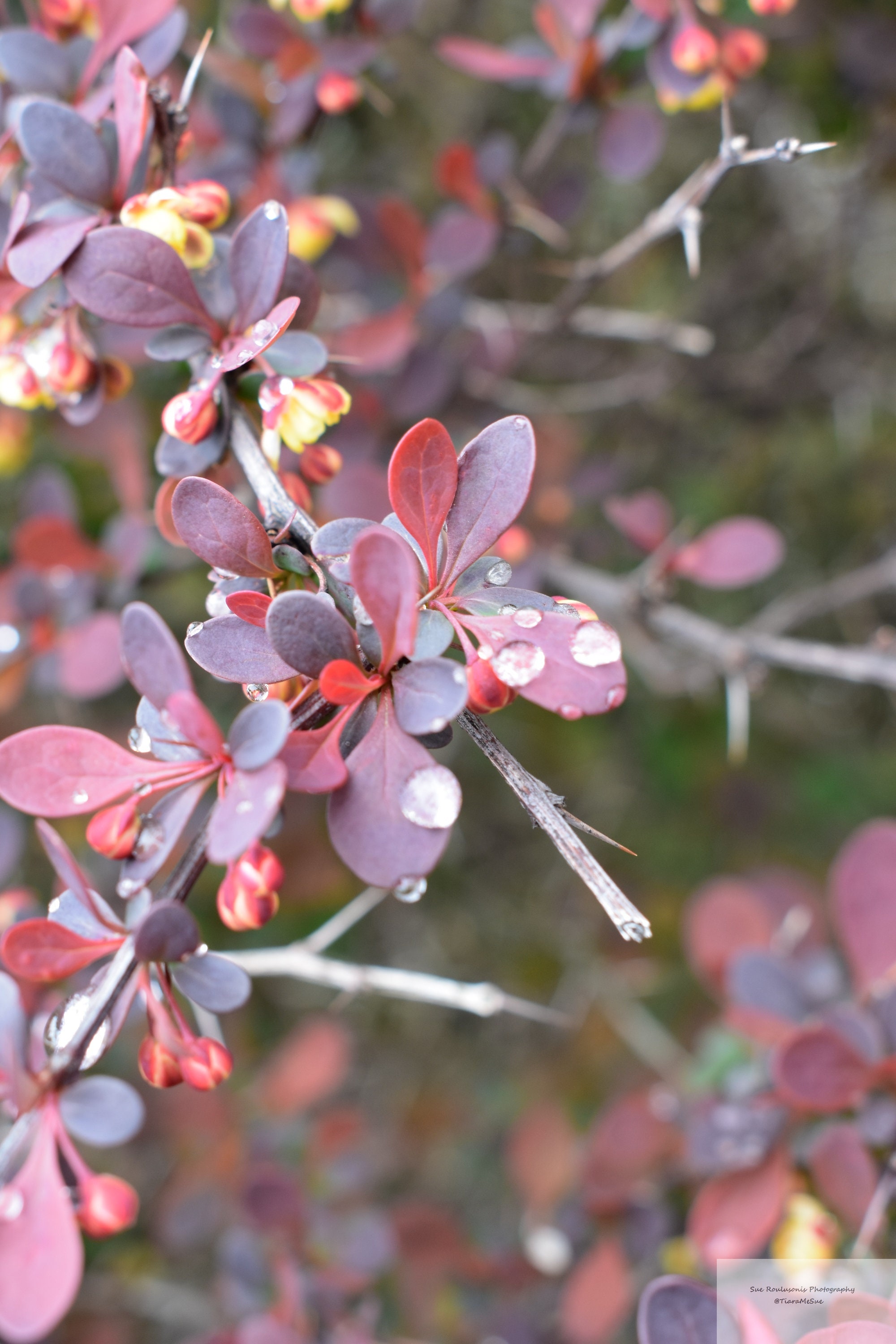 Batch of 4 Pink Flora Water Droplets Berberis Thunbergii Japanese ...