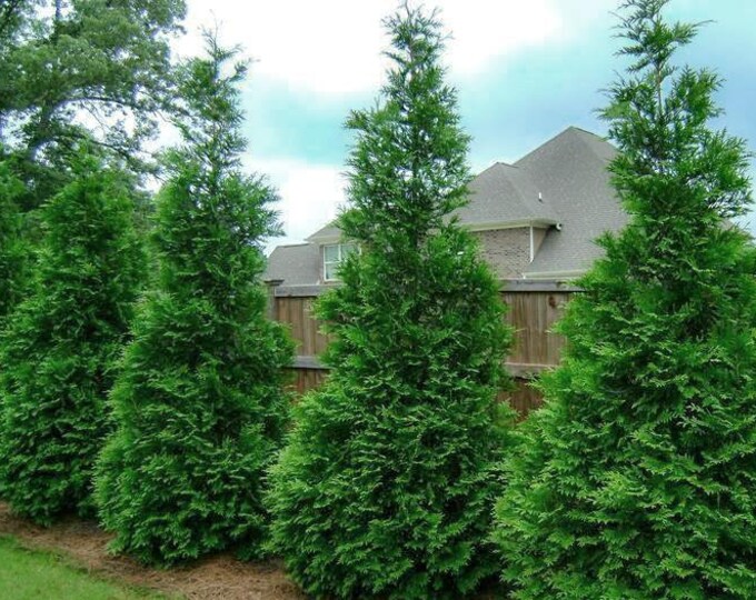 Thuja Green Giant Arborvitae---- 100 Evergreen Trees - Etsy