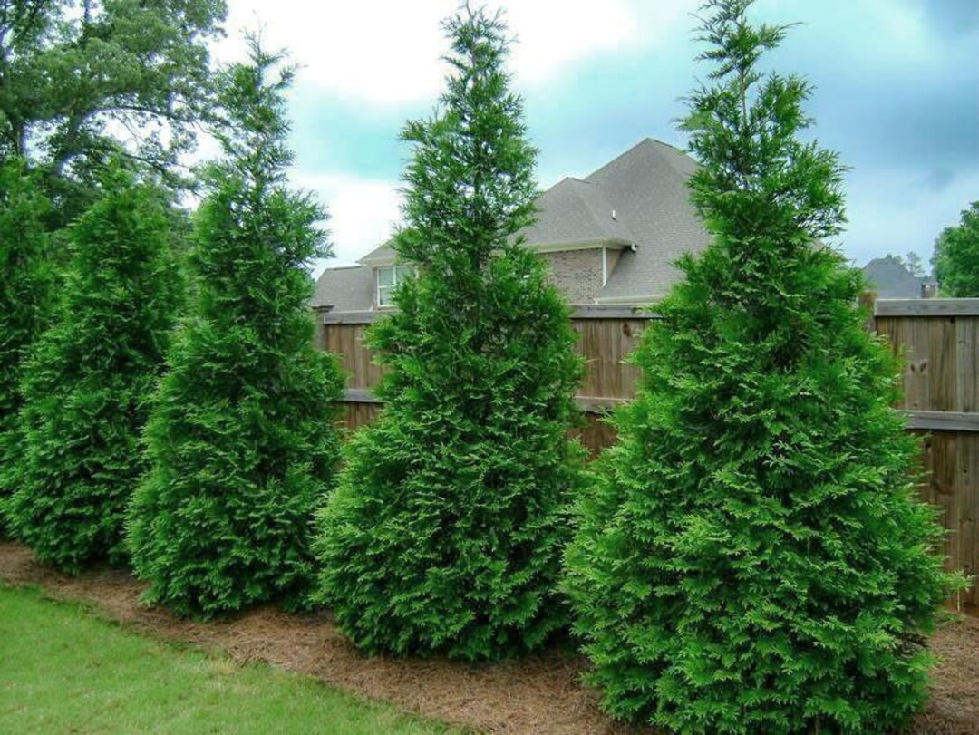 Thuja Green Giant Arborvitae---- 100 Evergreen Trees - Etsy