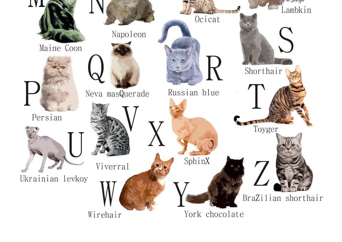 A-Z of Cats Poster Cats Alphabet Cat Poster Illustration | Etsy