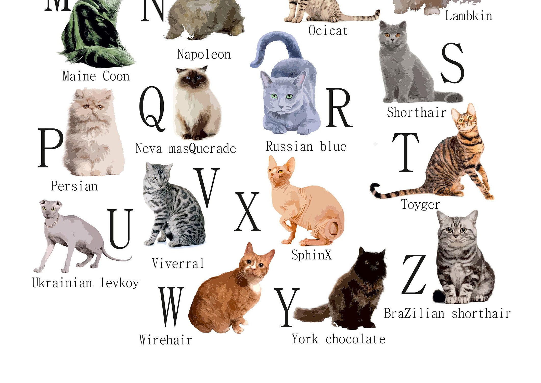 A-Z of Cats Poster Cats Alphabet Cat Poster Illustration | Etsy